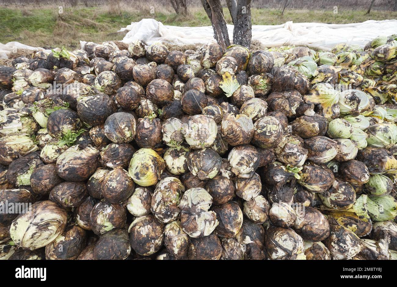 Photo of rotten organic cabbage compost, selective focus Stock Photo ...