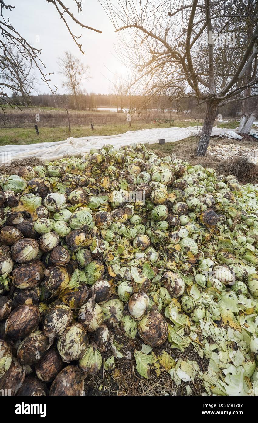Photo of rotten organic cabbage compost, selective focus Stock Photo ...