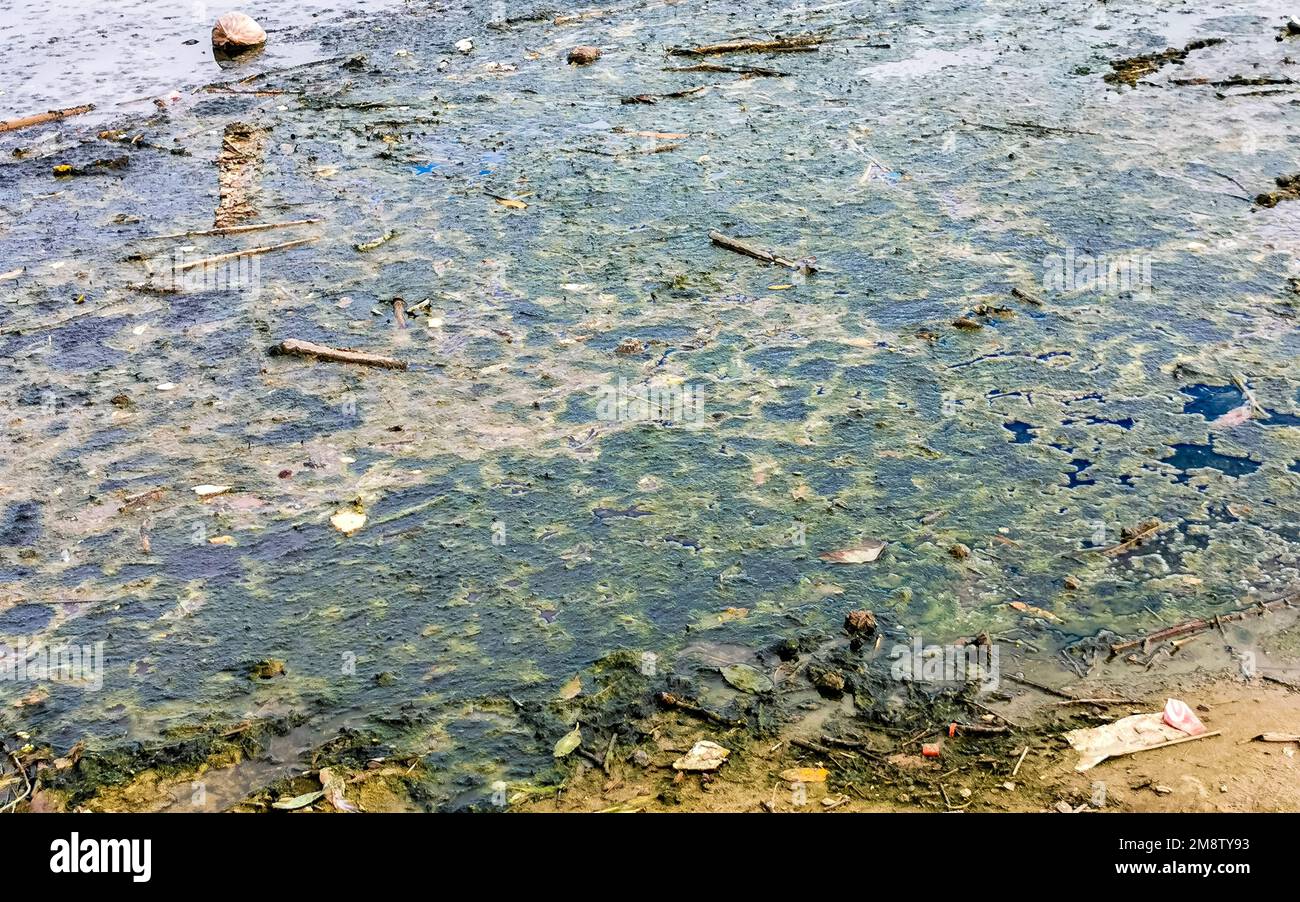 Dirty green polluted and garbage river in Zicatela Puerto Escondido ...