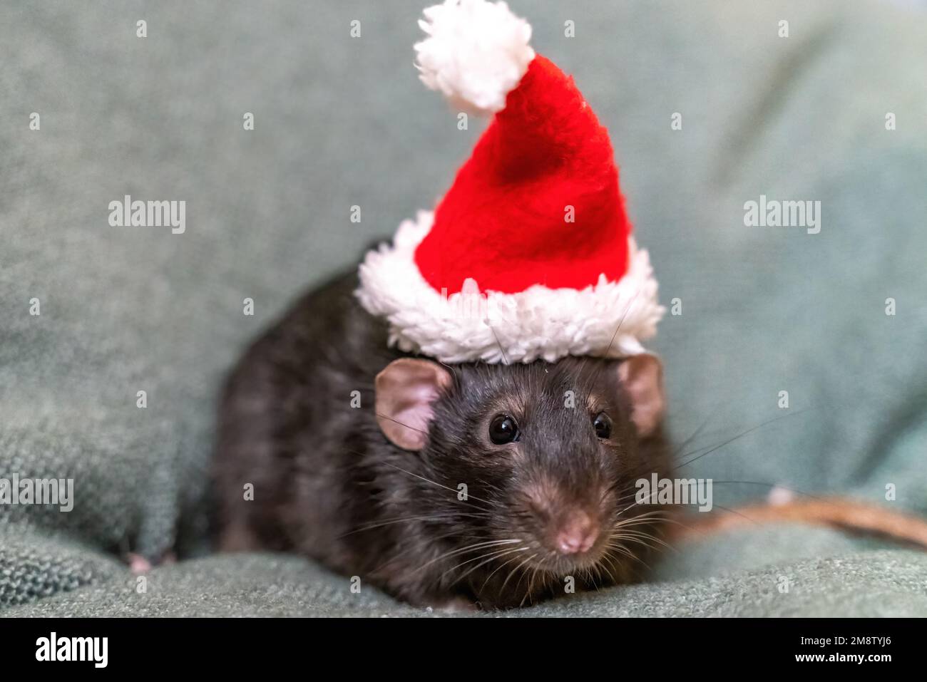 Rat Santa hat. Symbol of the Chinese New Year. Funny black rat Dumbo in ...