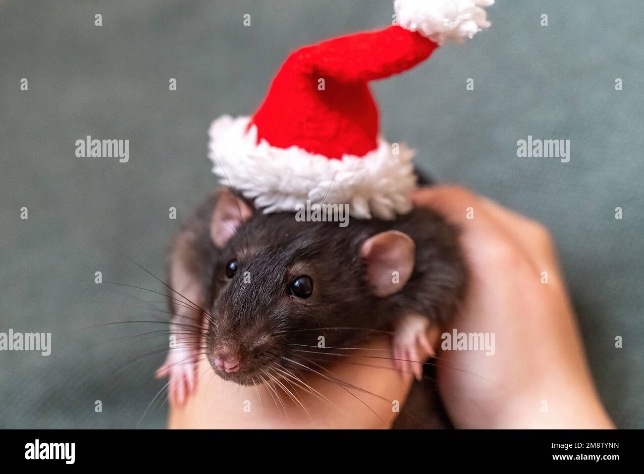 Rat Santa hat. Symbol of the Chinese New Year. Funny black rat Dumbo in ...