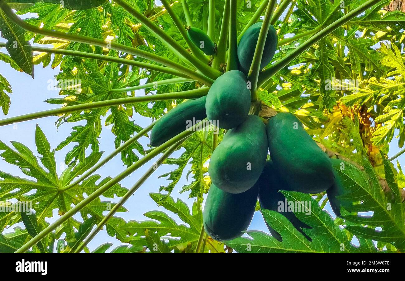 Beautiful papaya tree in tropical nature in Zicatela Puerto Escondido ...