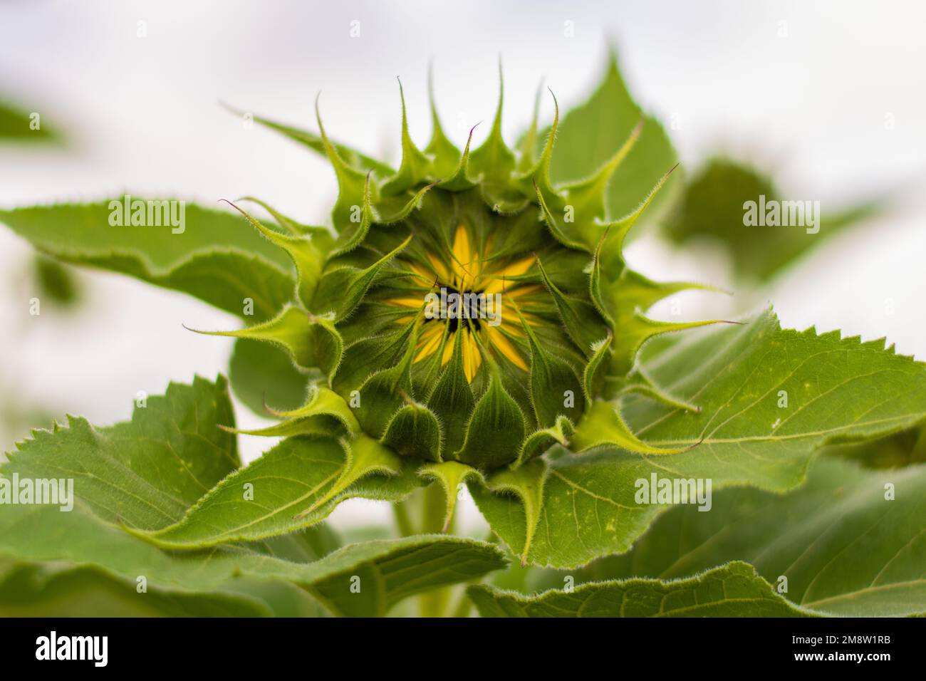 Green sunflower bud detail hi-res stock photography and images - Alamy
