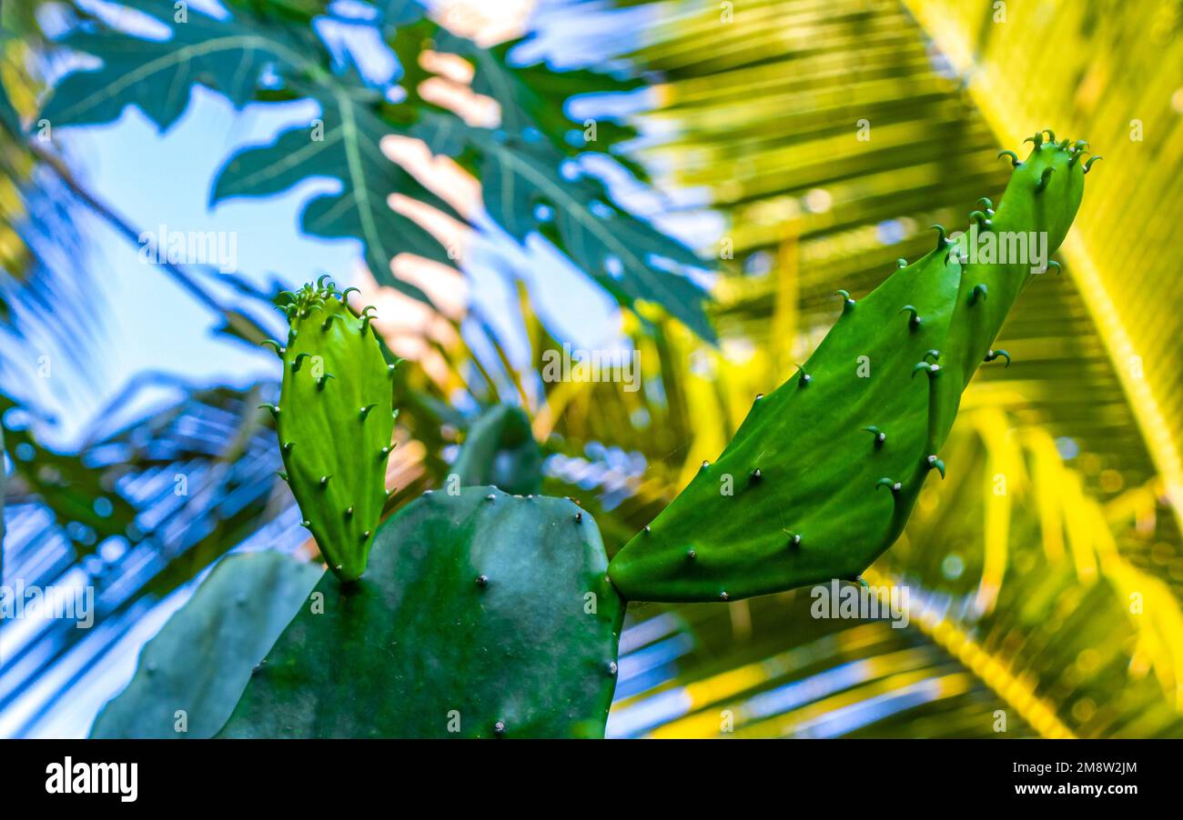 Tropical mexican cacti cactus jungle plants trees and natural forest ...
