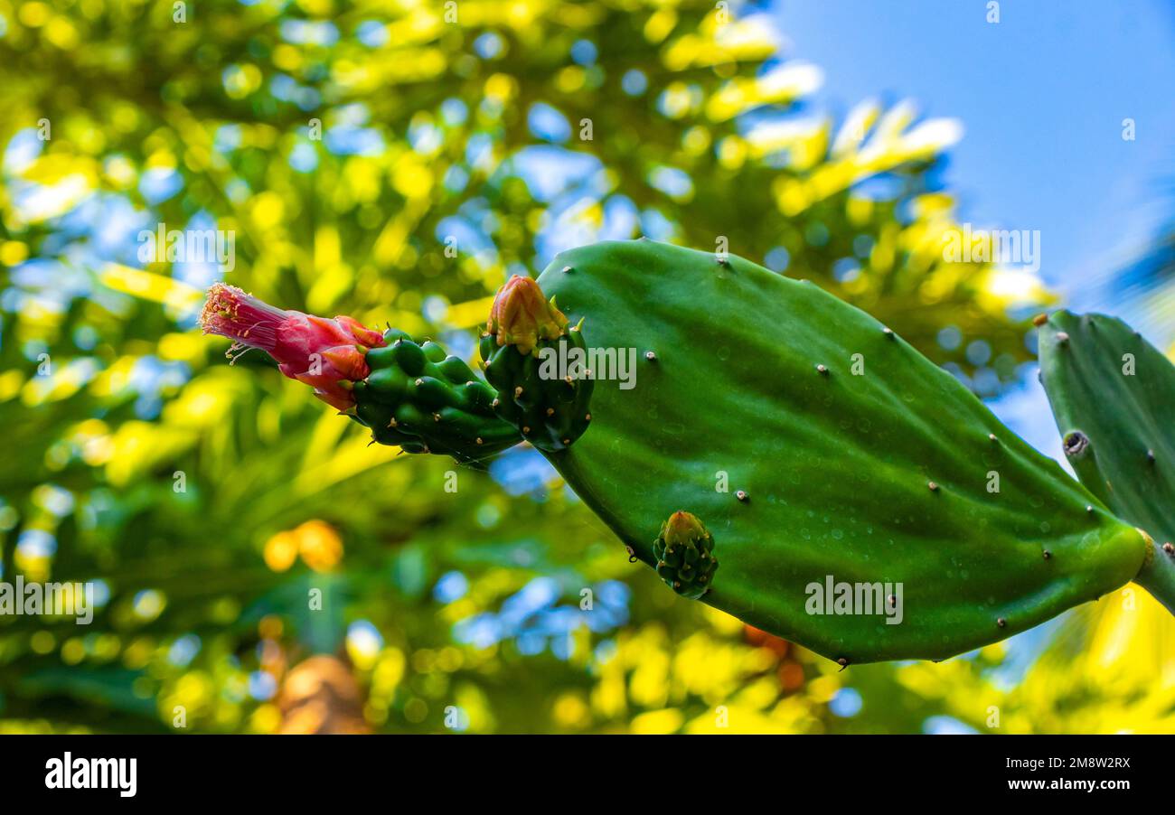 Tropical mexican cacti cactus jungle plants trees and natural forest ...