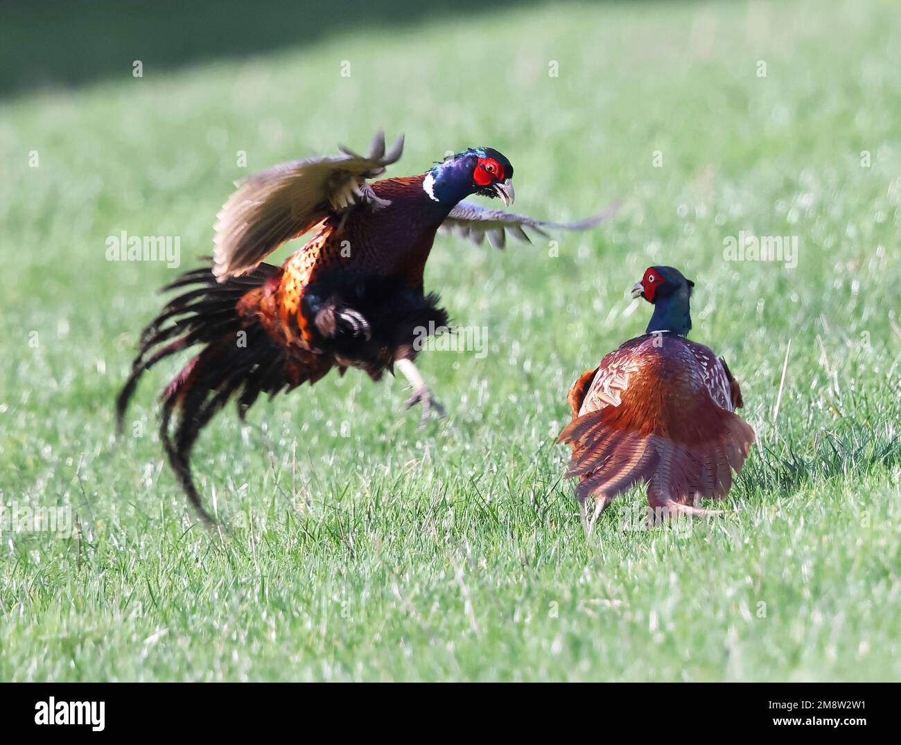 Cock Pheasant fighting in the Cotswold Hills in Gloucestershire UK Stock Photo - Alamy