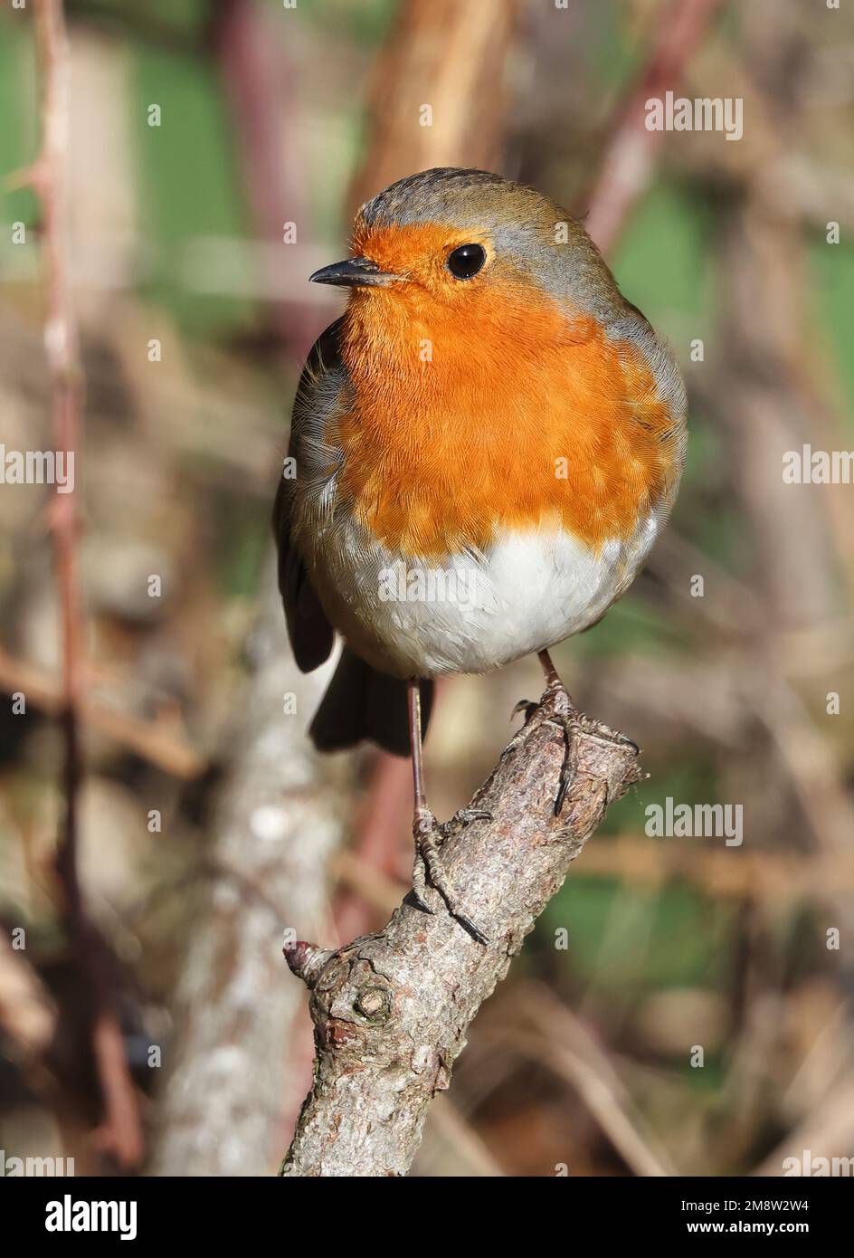 Robin (Erithacus rubecula) posing in the sunshine in a bramble hedge ...