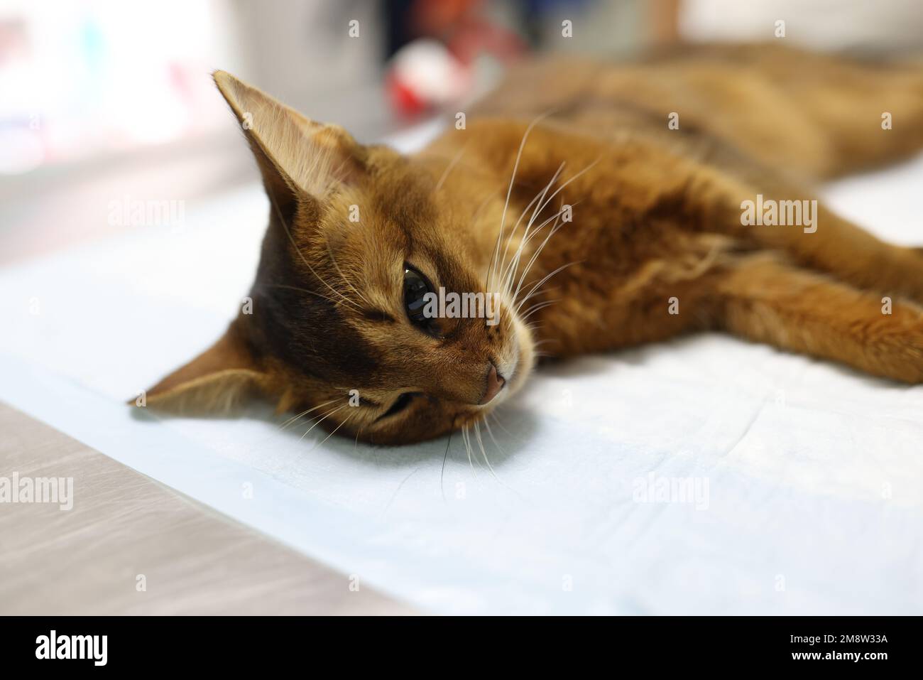 Sad sick cat lies on table in veterinary clinic Stock Photo - Alamy