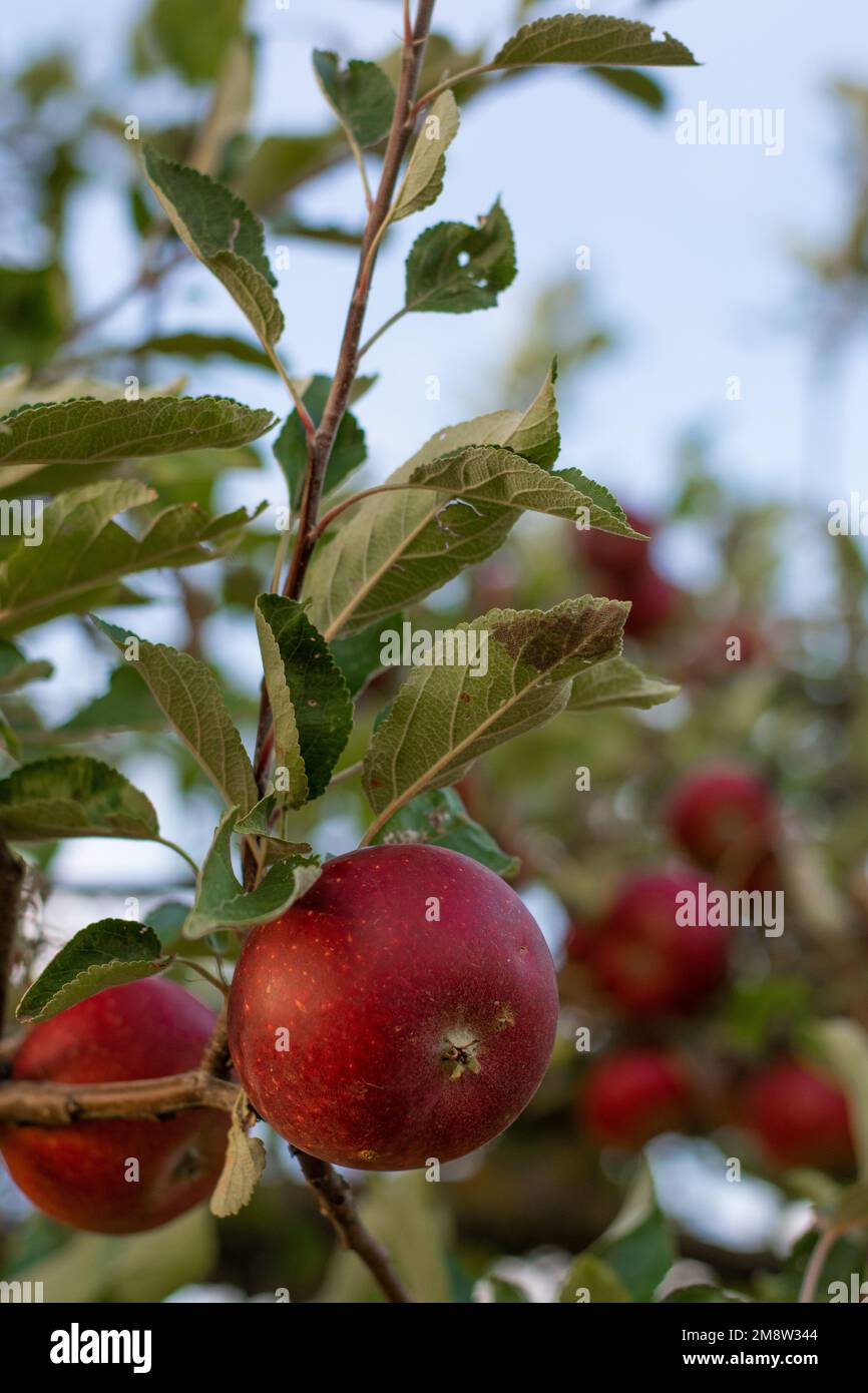 Redapplejuice hi-res stock photography and images - Alamy