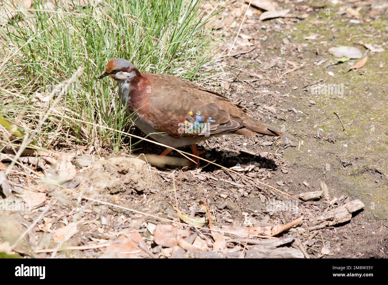The Brush Bronzewing is a dark olive-brown above with rich chestnut nape and shoulders, with ...