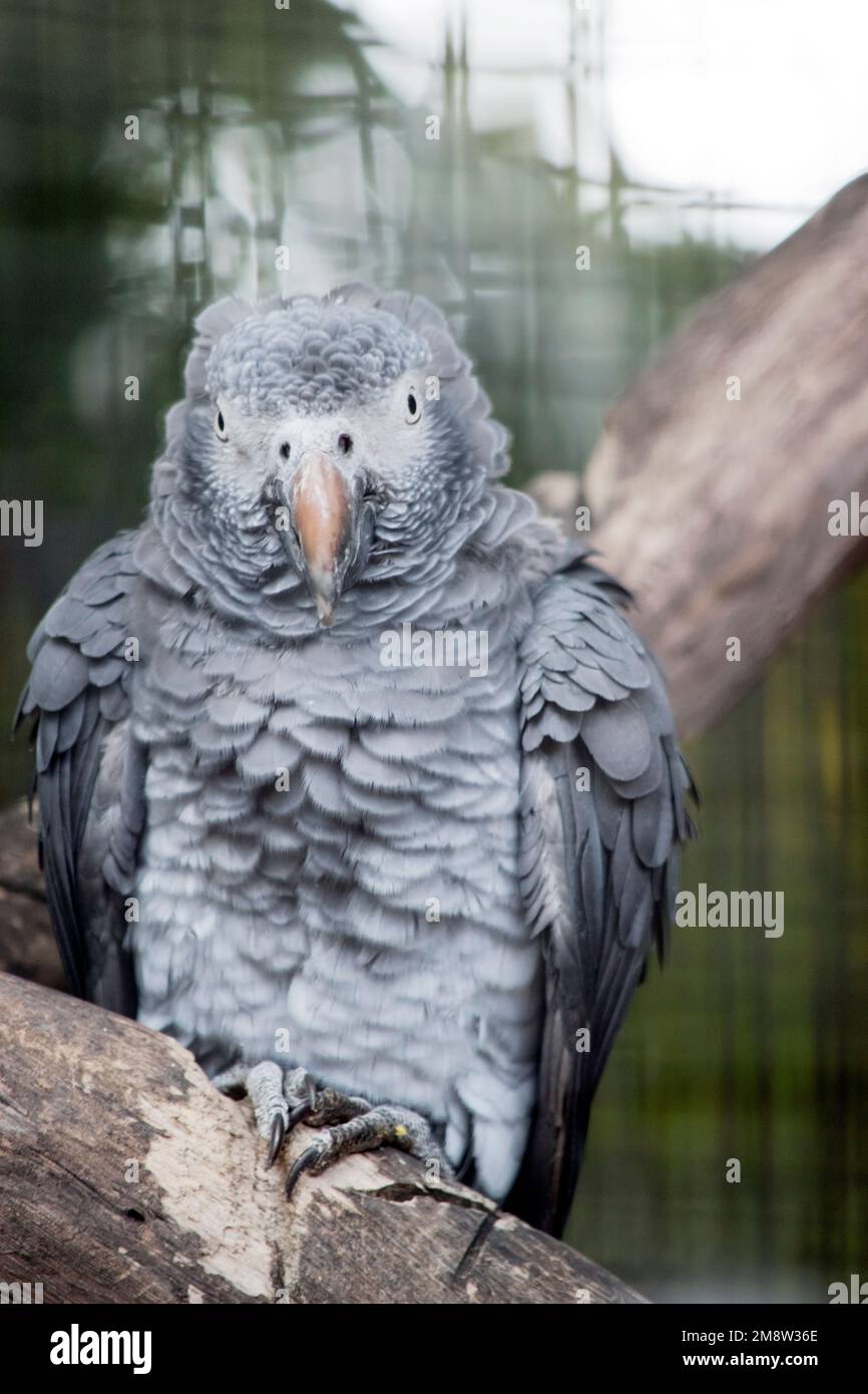 the african parrot is mostlyl grey with an orange beak and white around ...