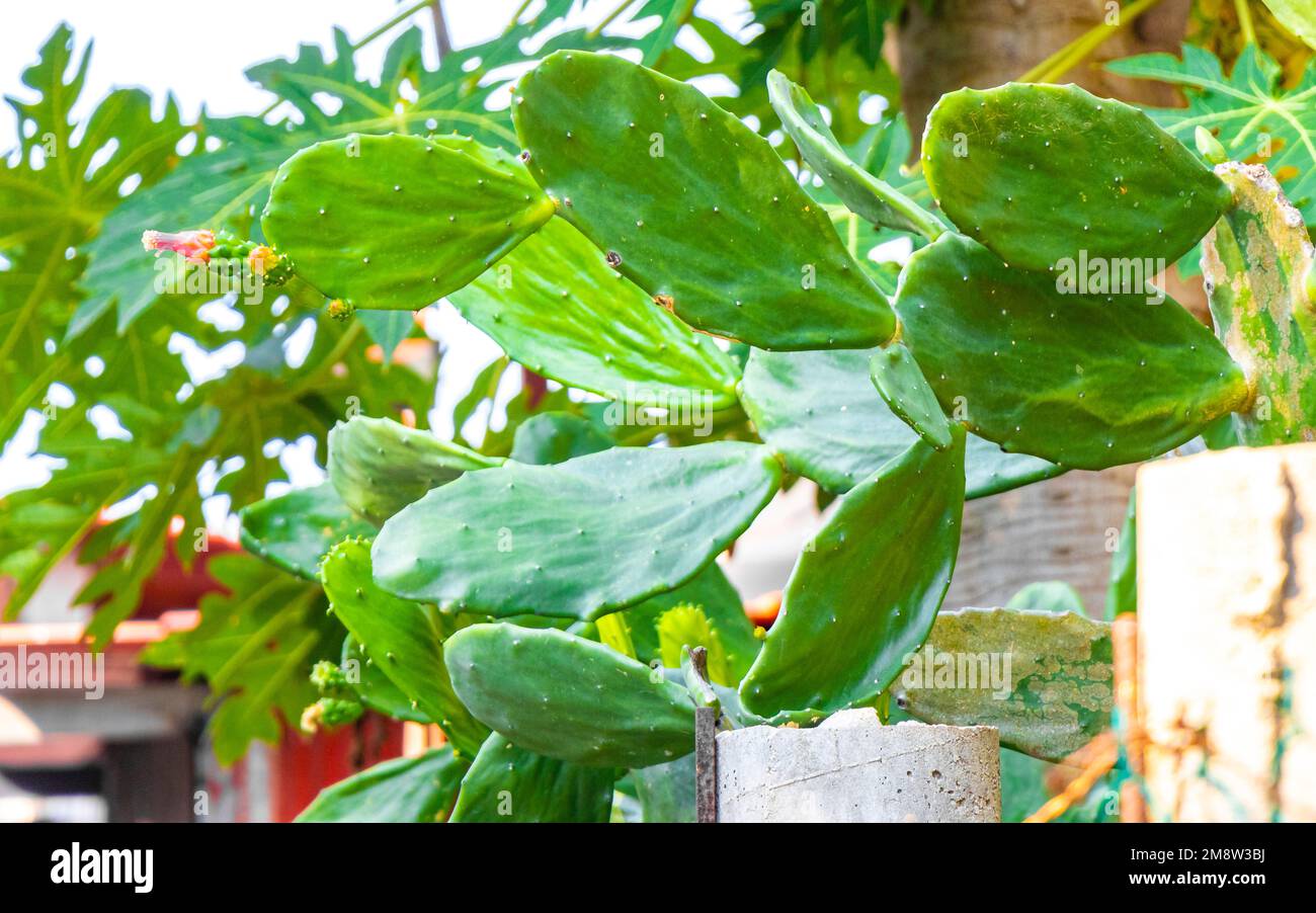 Tropical mexican cacti cactus jungle plants trees and natural forest ...