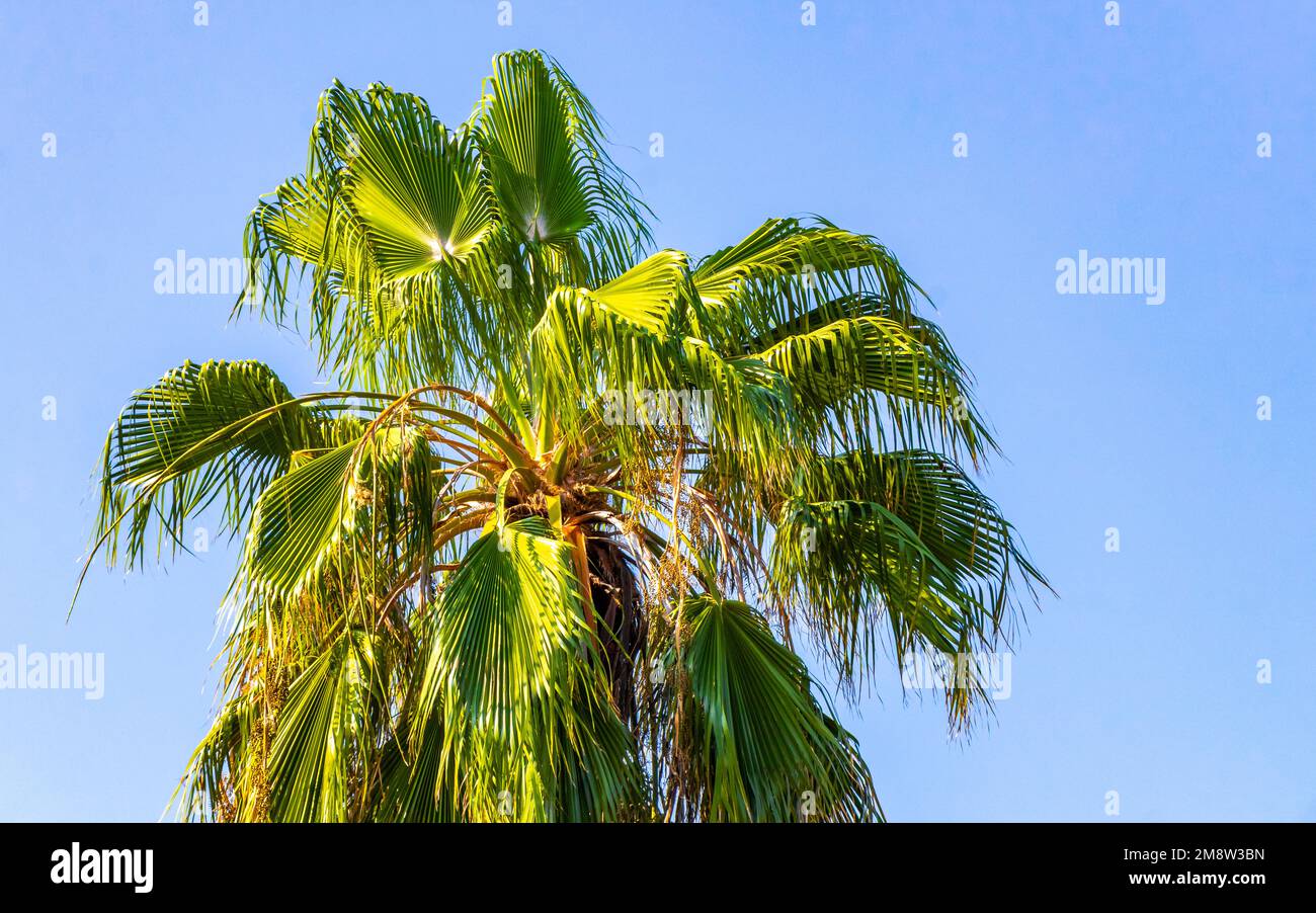 Tropical natural mexican palm tree with coconuts and blue sky ...