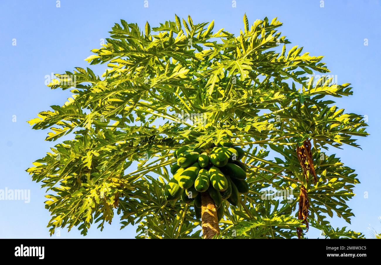 Beautiful papaya tree in tropical nature in Zicatela Puerto Escondido ...