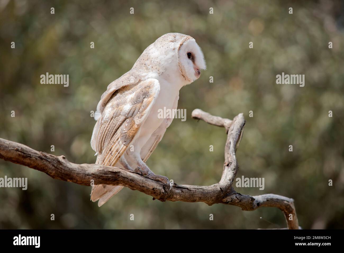 The barn owl is a medium-sized, pale-coloured owl with long wings and a ...