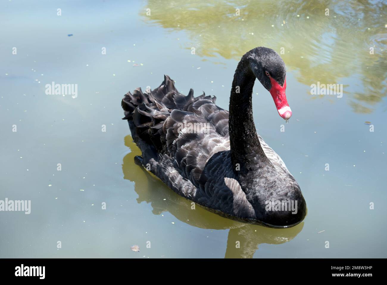 the black swan is an all black waterbird with a red bill with a white ...