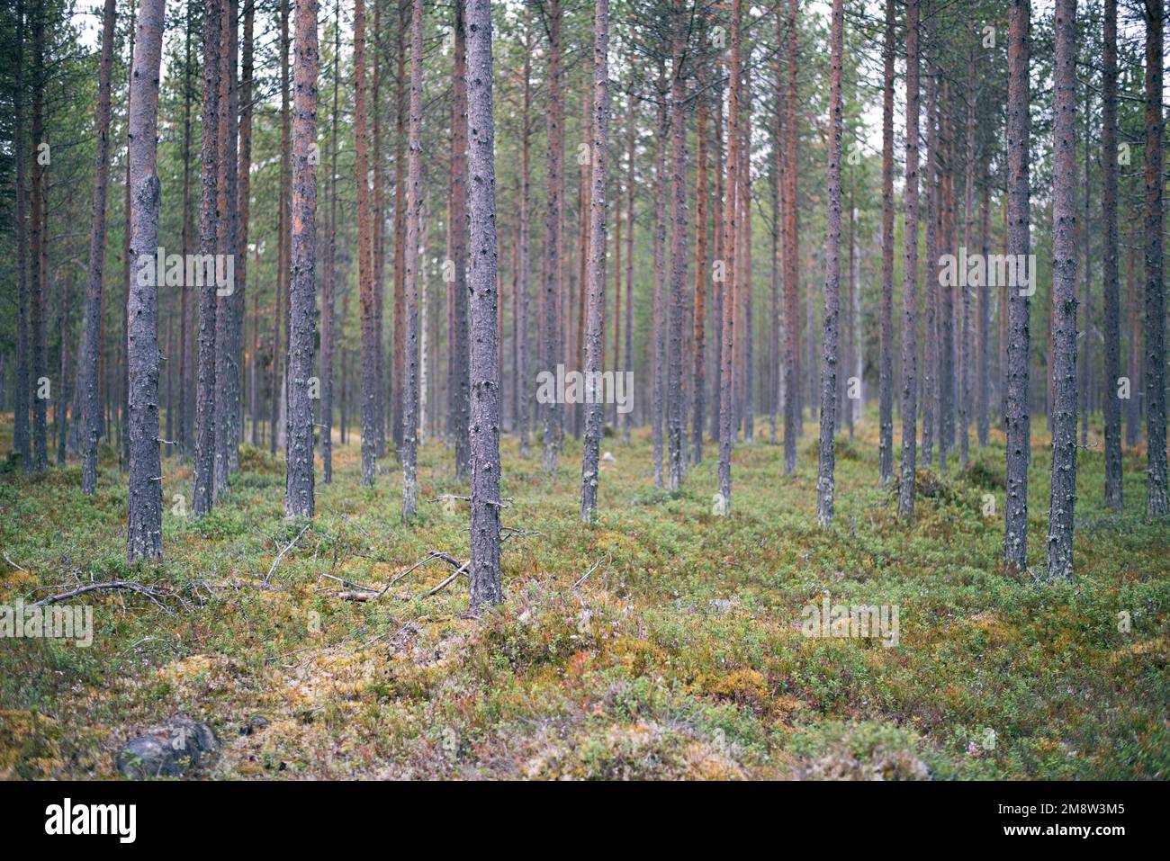 Pine trees and lichen near Inari in Finland Stock Photo - Alamy