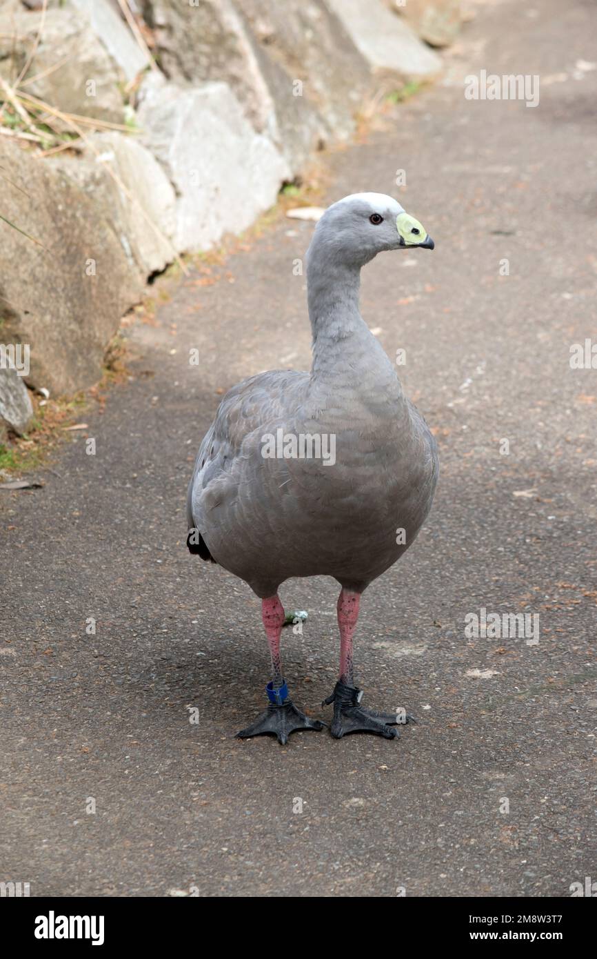 Dropped wing hi-res stock photography and images - Alamy