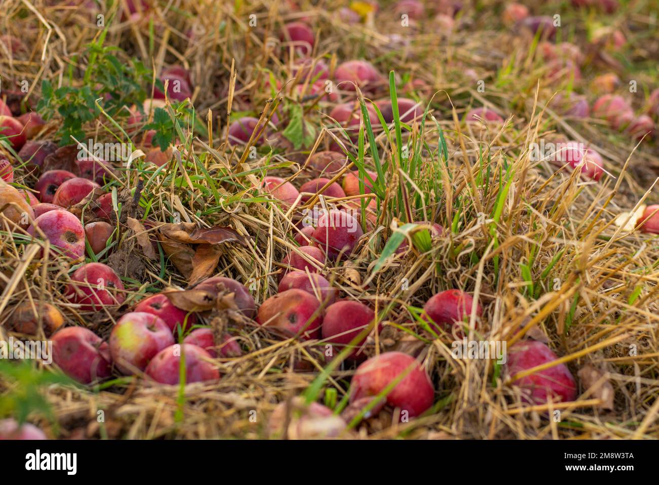 Fallen Fruit - apple harvest Stock Photo - Alamy