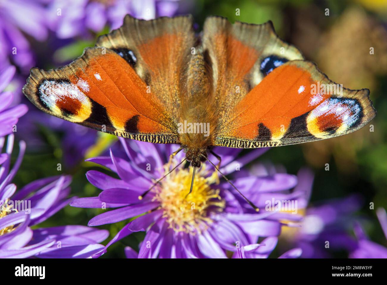 Wing of european peacock butterfly aglais io in close up hi-res stock ...