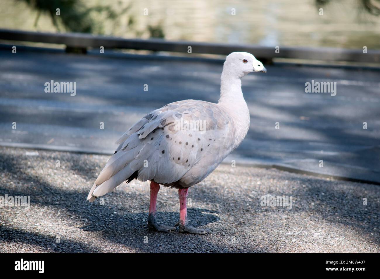 the cape barren goose is a grey goose with pink legs and a yellow beak ...