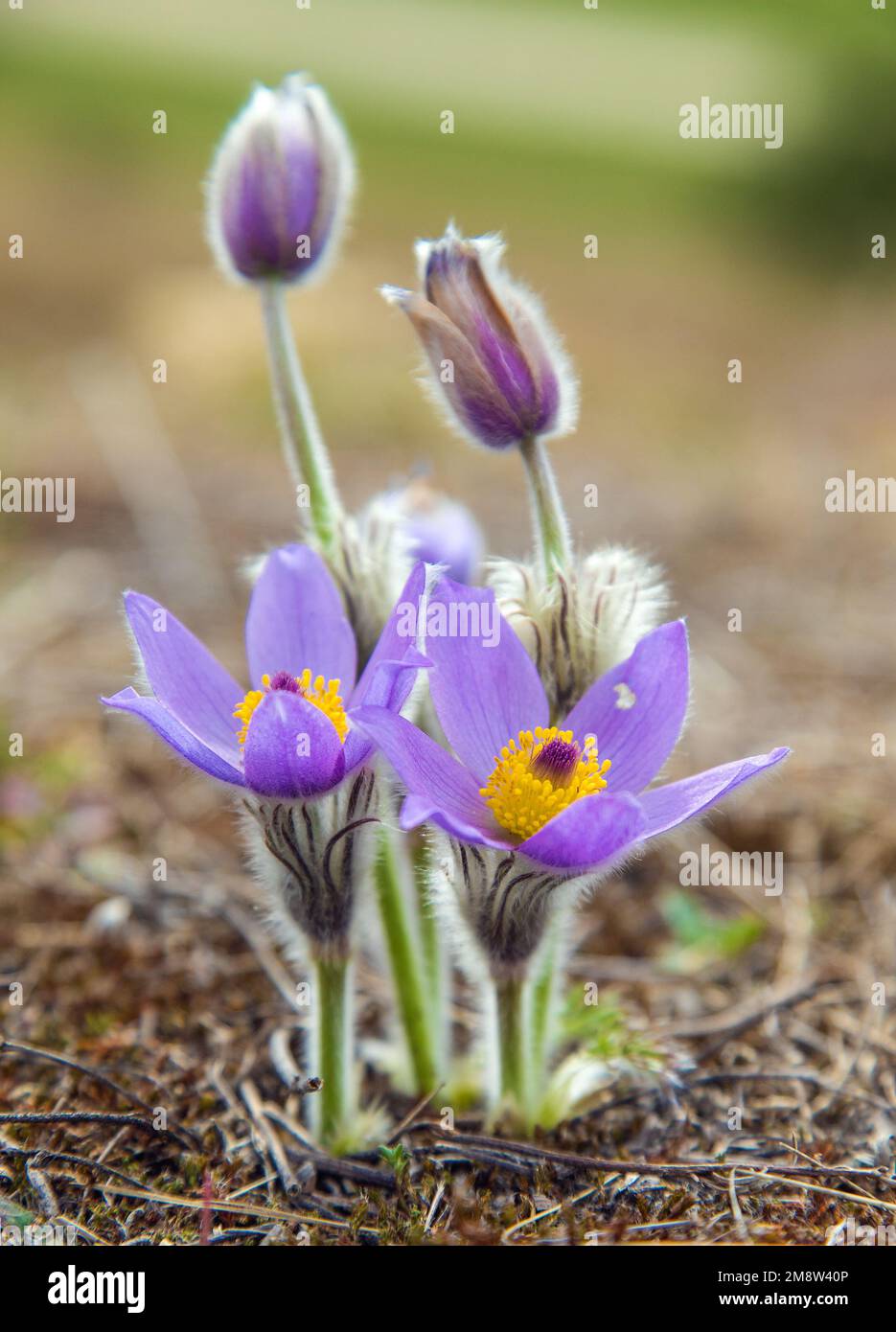 Pasqueflower. Beautiful blue flower of greater pasque flower or ...
