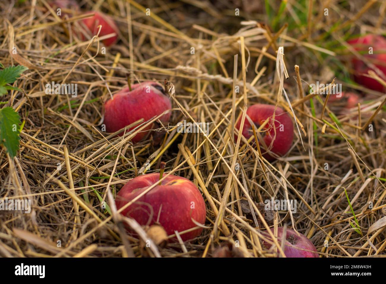 Fallen fruit grass hi-res stock photography and images - Alamy