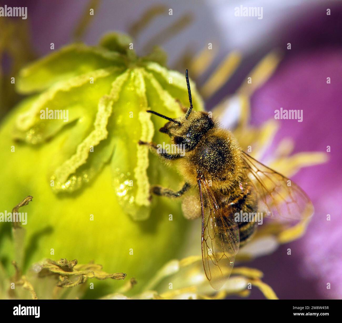 bee or honeybee in Latin Apis Mellifera, european or western honey bee ...