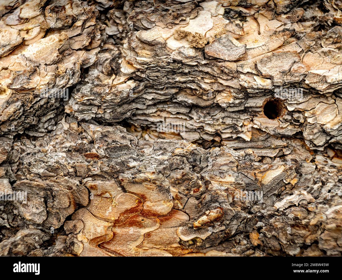 Worm hole in the bark of a tree close up macro Stock Photo - Alamy