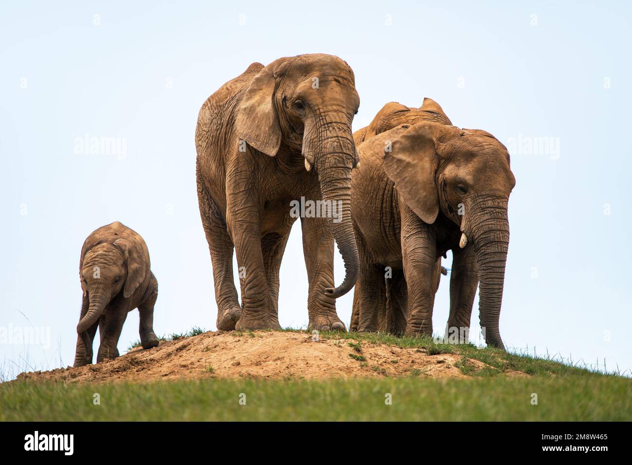 Elephants herd on small hill, elephant family, two female elephants and ...