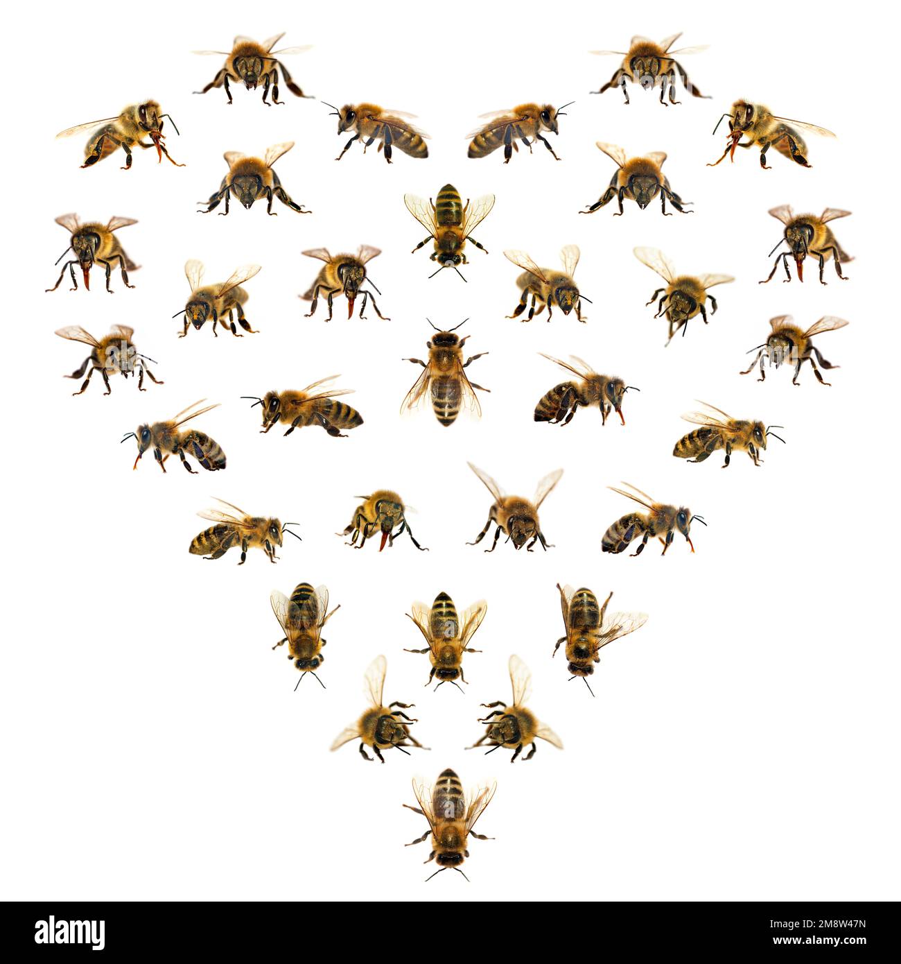 heart from bees, set of bee or honeybee in Latin Apis Mellifera ...