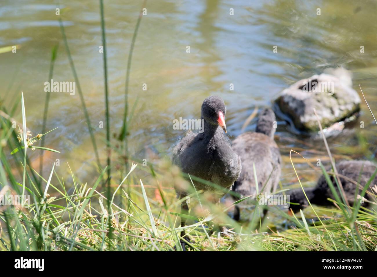 the dusky moorhen chick has a black body and a red beak Stock Photo - Alamy