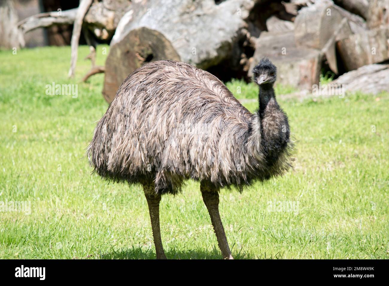 the emu covered in primitive feathers that are dusky brown to grey ...