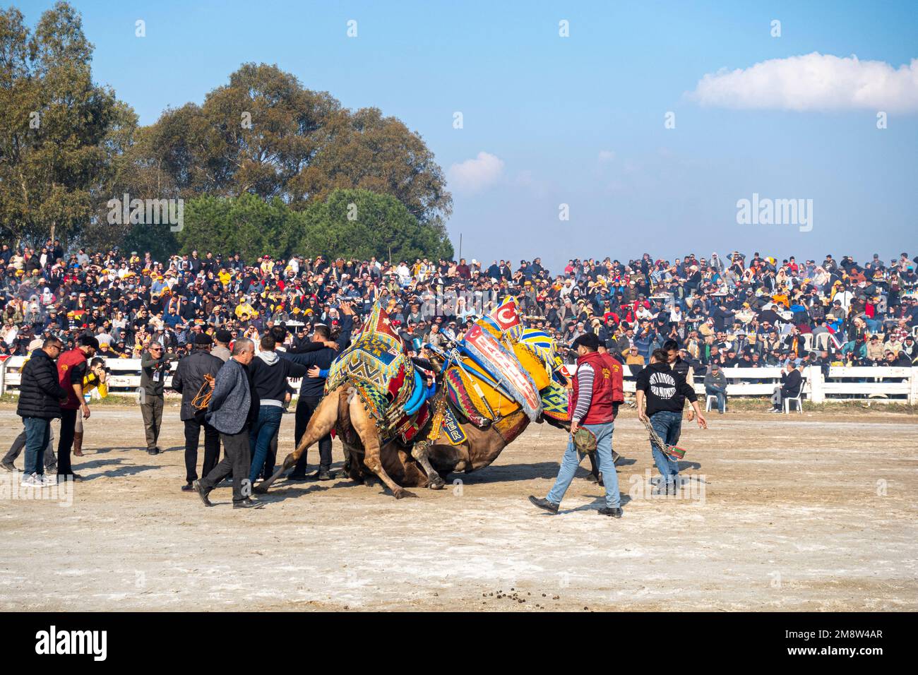 A group of camel handlers taming fighting camels at 2023 Annual Camel ...