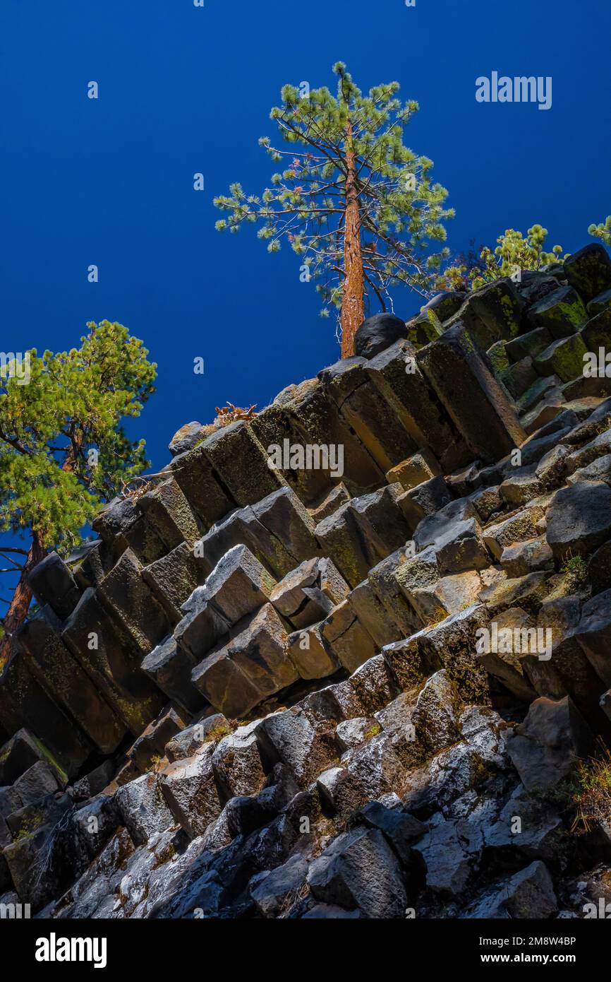 Jeffrey Pine atop basaltic columns created by cooling lava in Devils ...