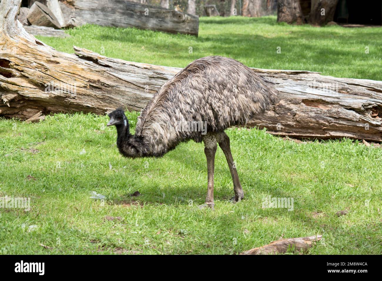The Australian emu is walking across the field Stock Photo - Alamy