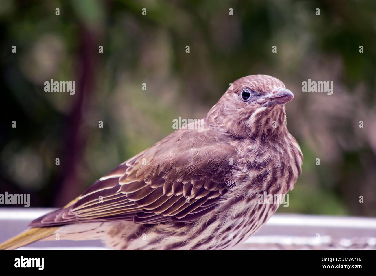 Female figbird hi-res stock photography and images - Alamy