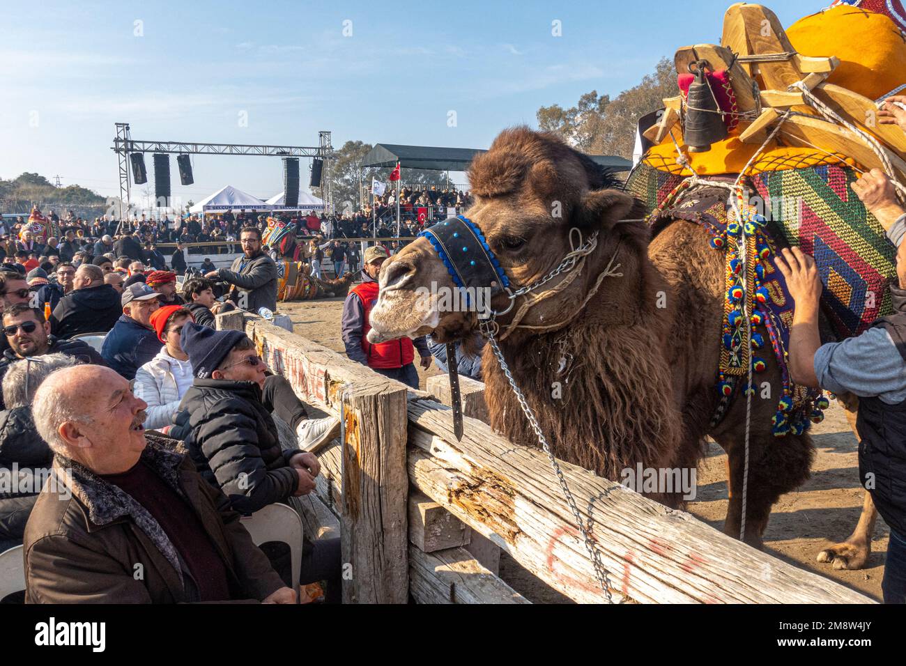 Tulu camel approaching visitors at 2023 Annual Camel Wrestling ...