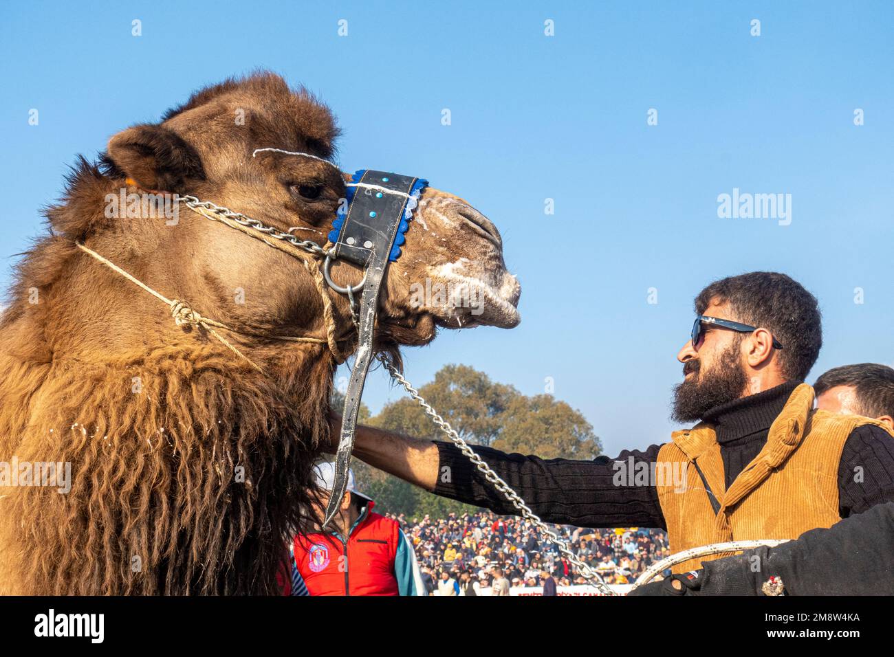 Camel handler hi-res stock photography and images - Alamy