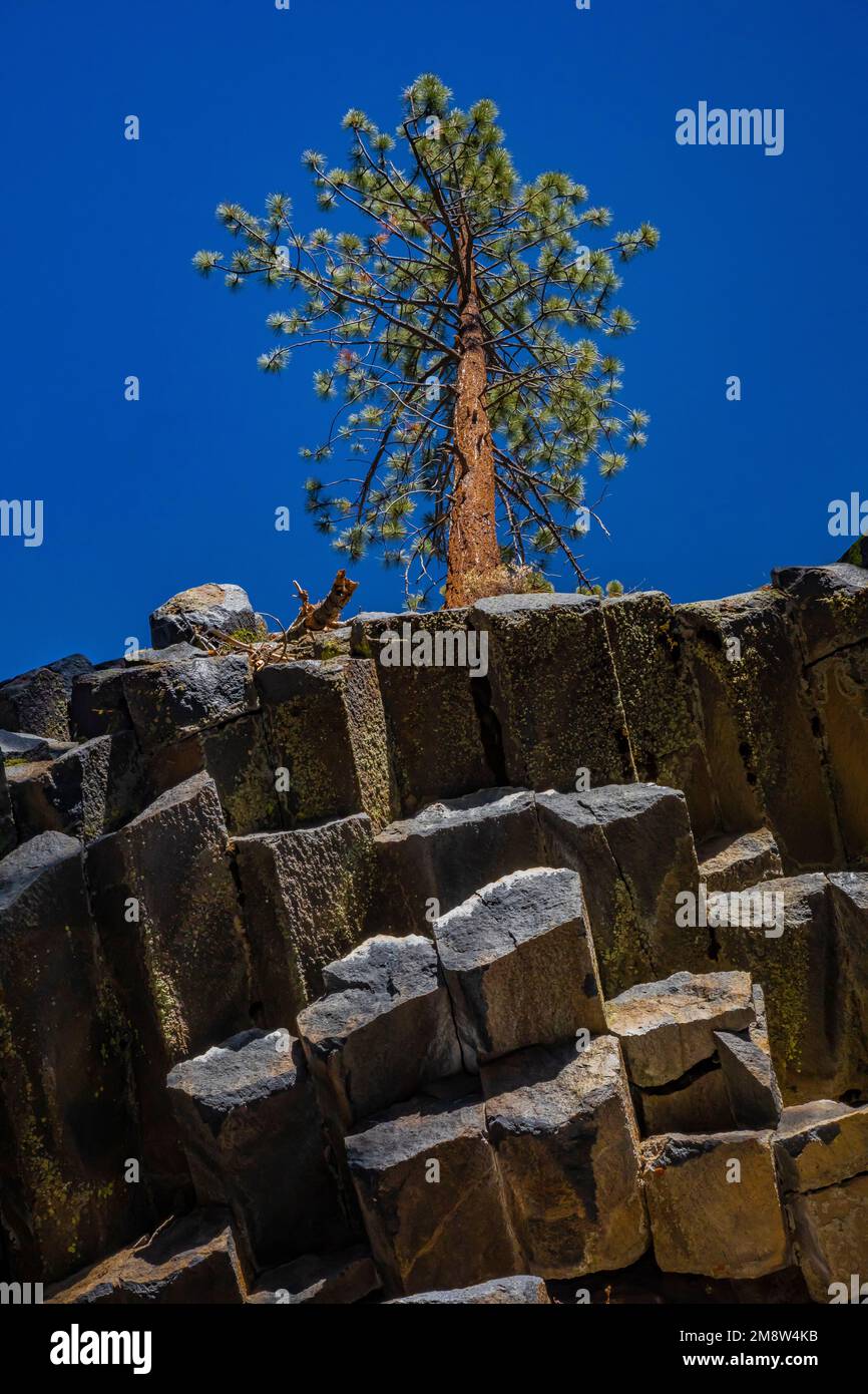 Jeffrey Pine atop basaltic columns created by cooling lava in Devils ...