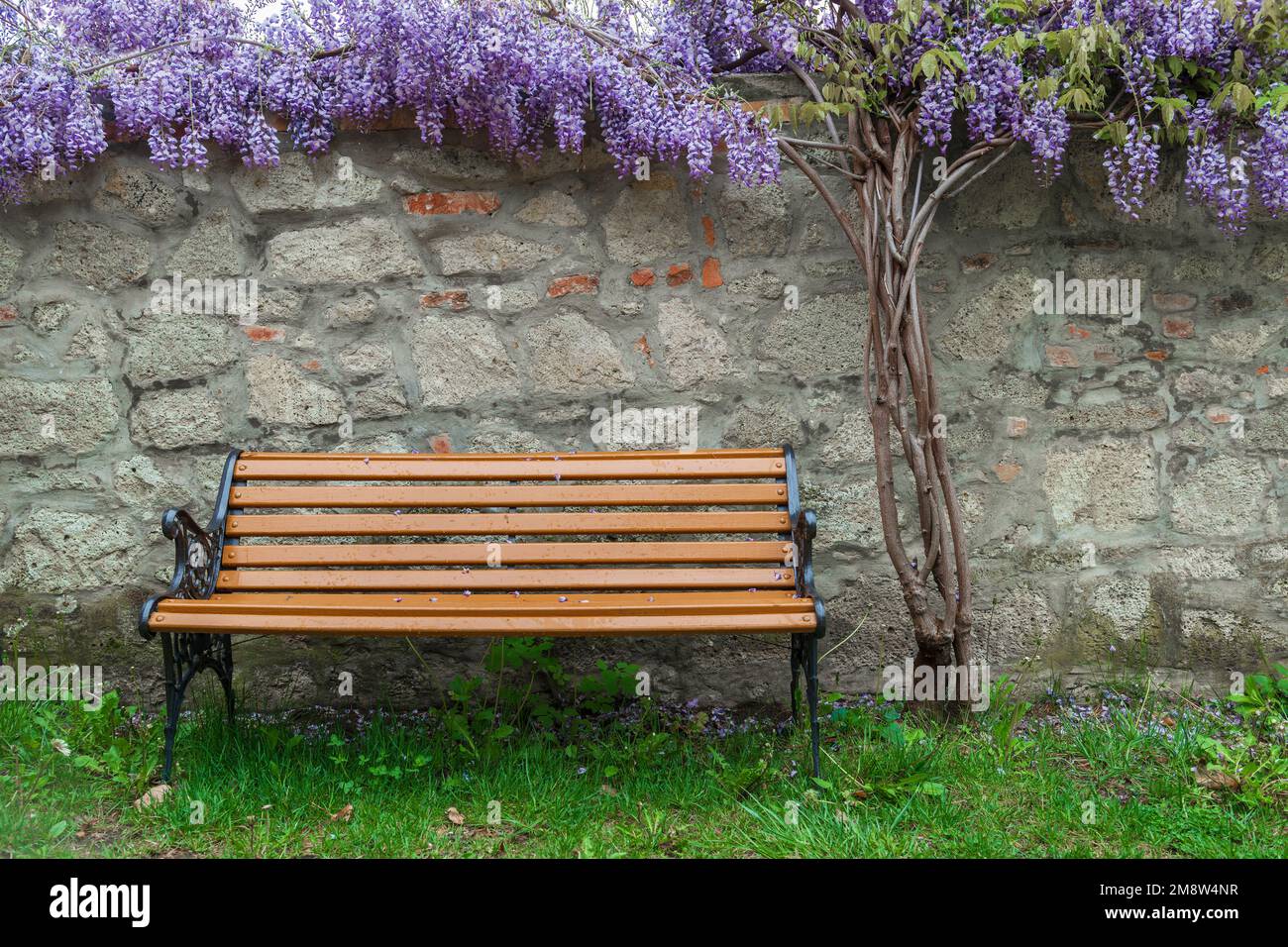 Wooden bench under the blooming wisteria branches. Tranquil spring ...