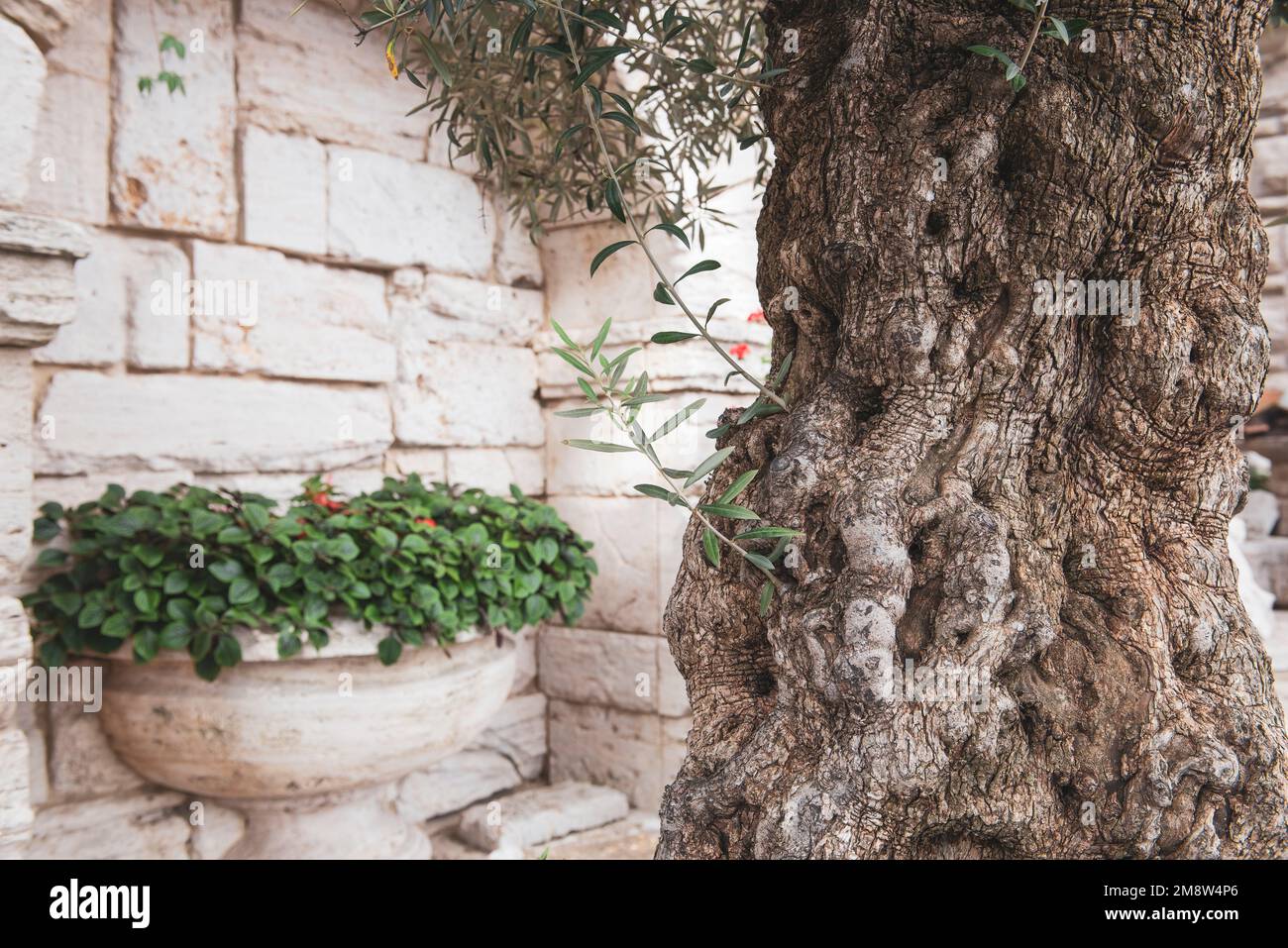 Old olive tree trunk Stock Photo - Alamy