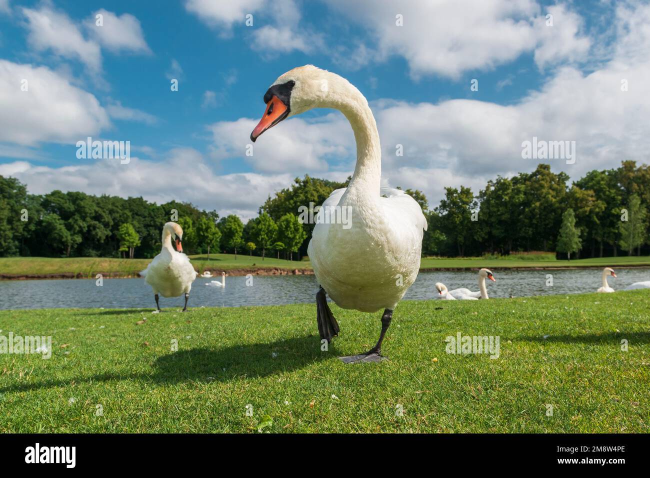 Funny swan walking on the pond shore. Photo from below Stock Photo - Alamy