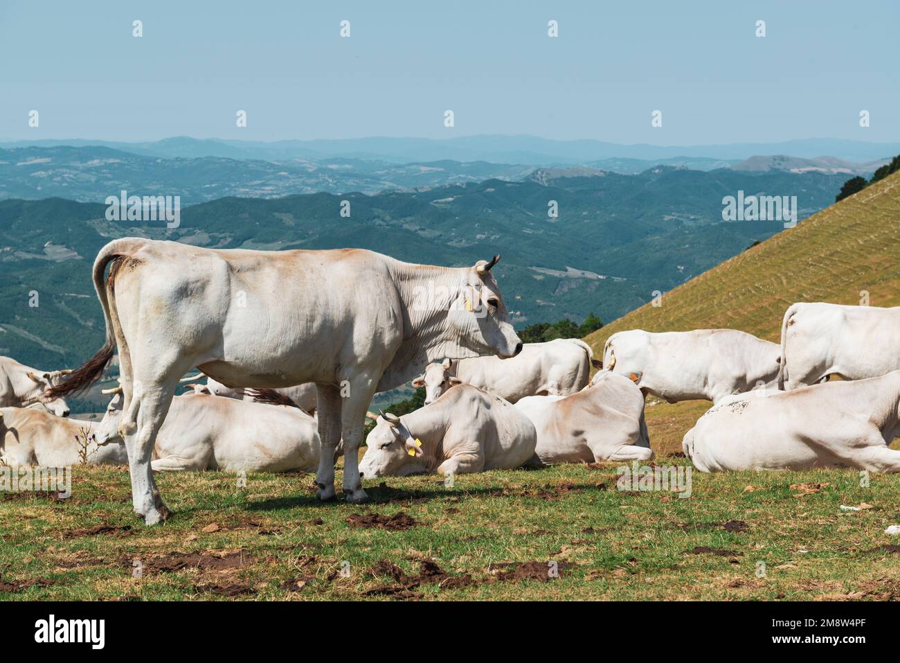 Monte Cucco cows. White cows on the alpine pasture in Umbria, Italy ...