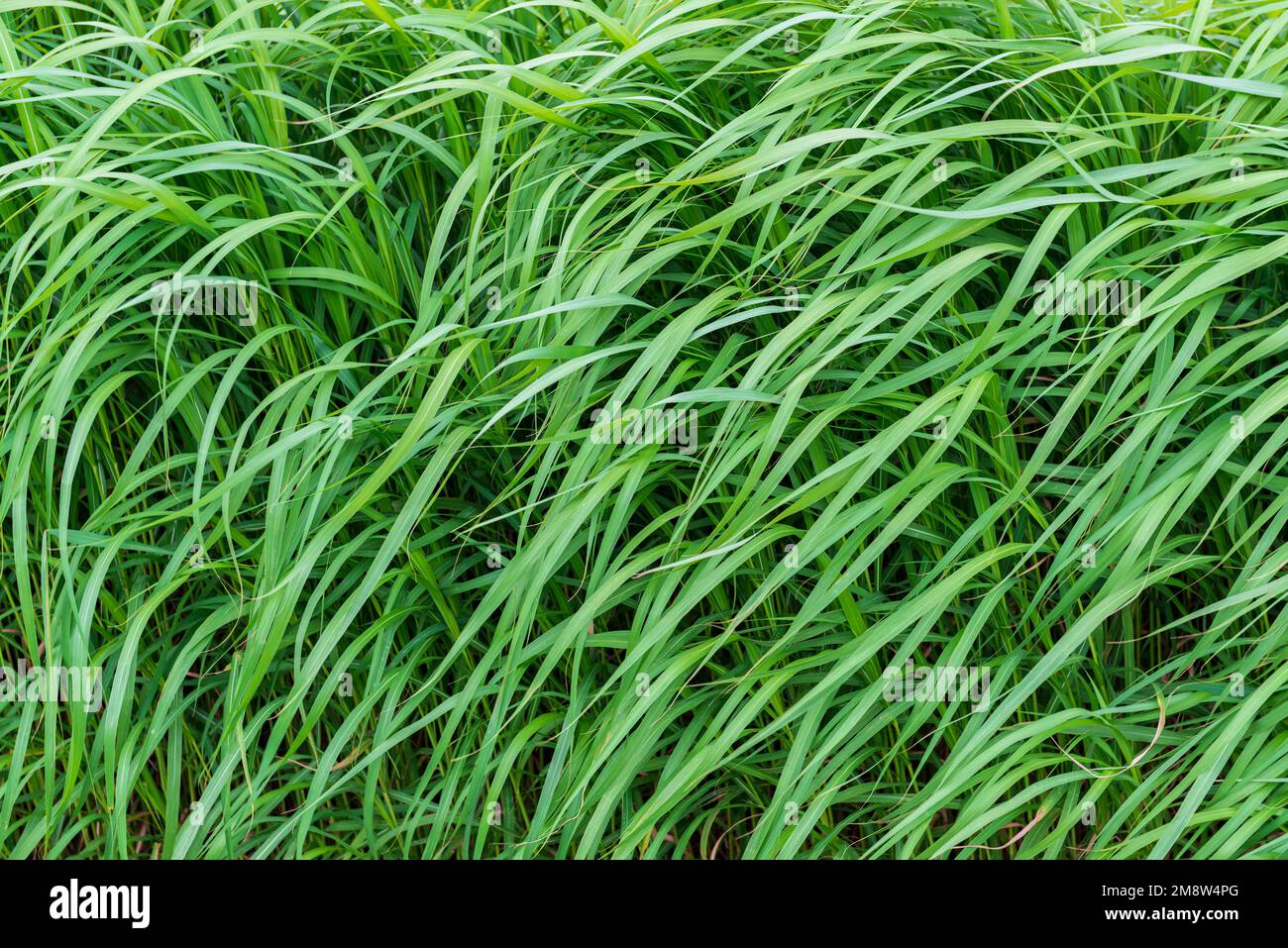 Waving wildgrass background. Fresh green grass background Stock Photo ...