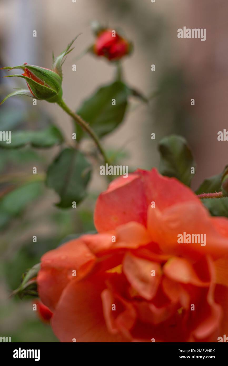 Motif rose hi-res stock photography and images - Alamy