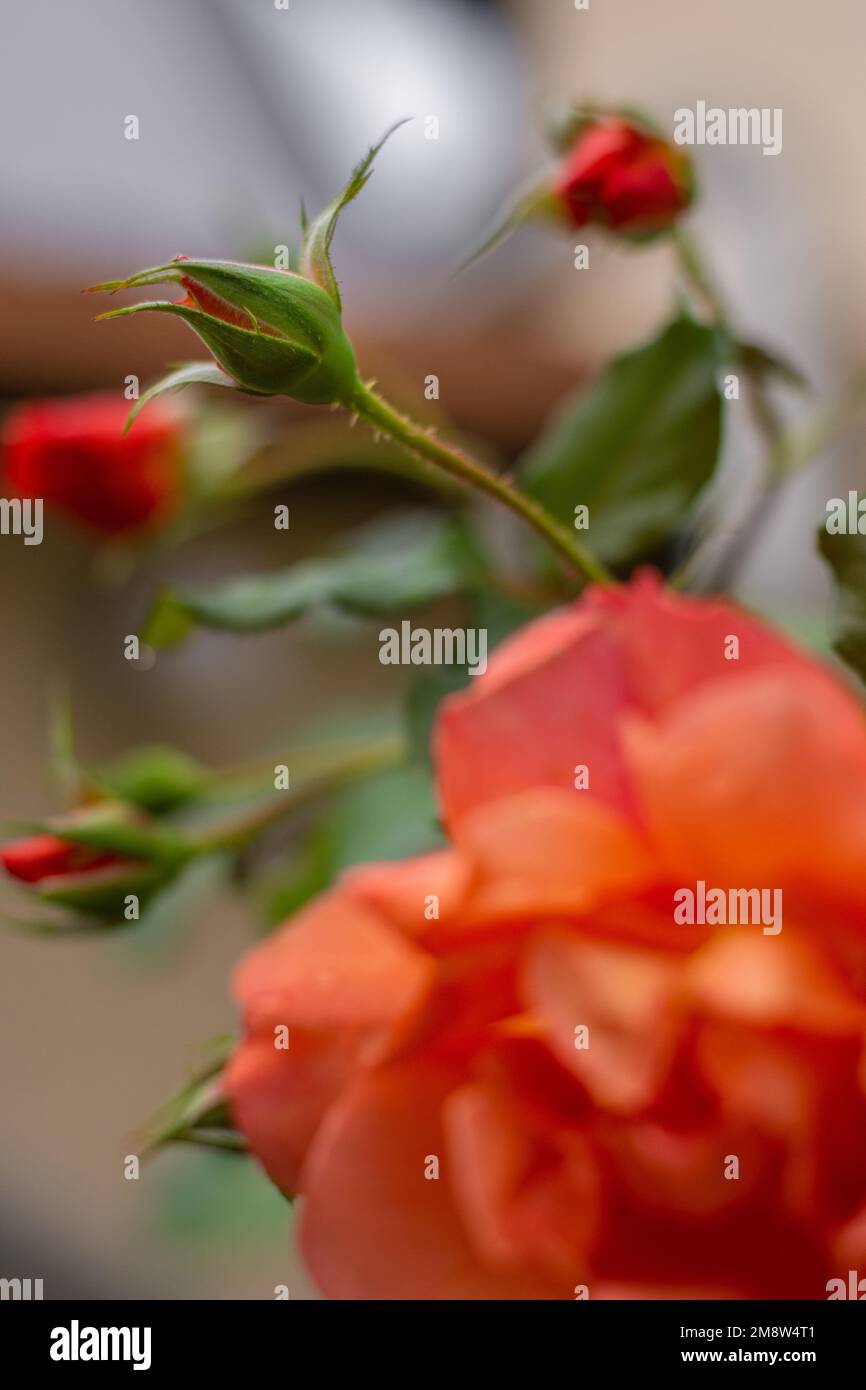 Wet rose petals hi-res stock photography and images - Alamy
