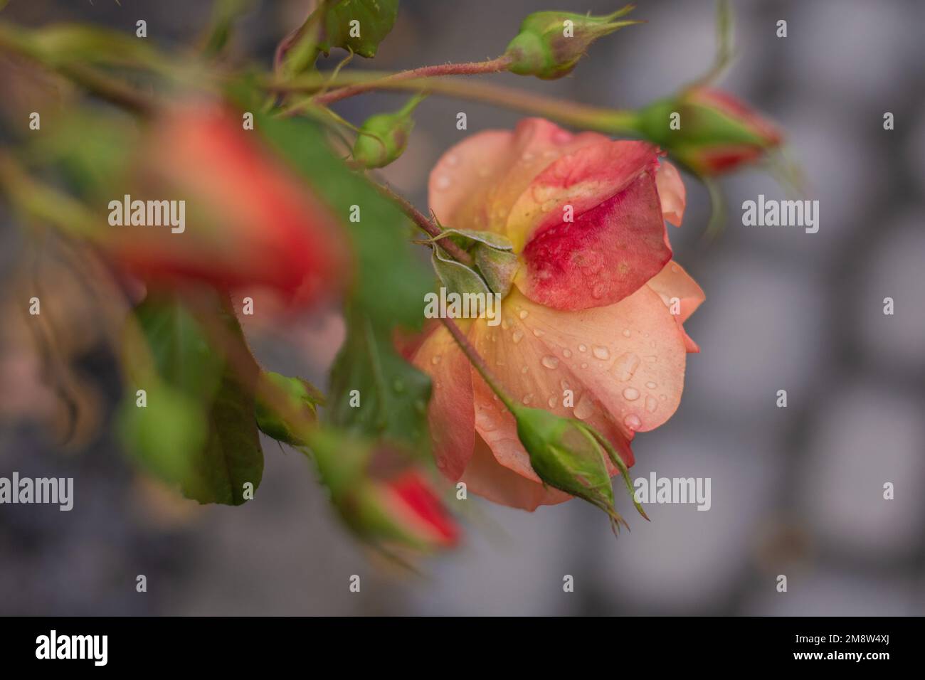 Wet rose hi-res stock photography and images - Alamy