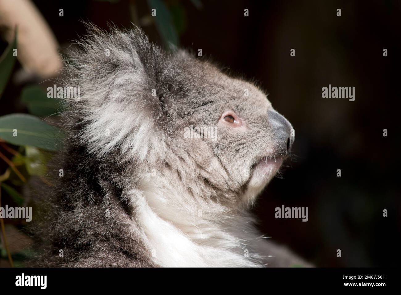 the koala is an australian marsupial. It lives on eucalyptus trees ...