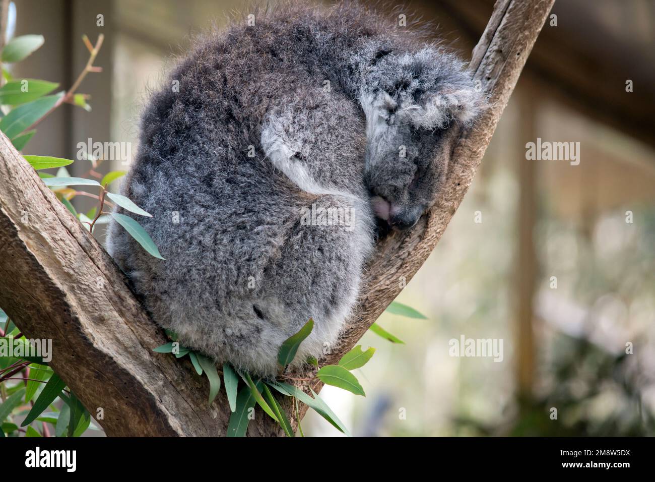 this is a side view of a sleeping koala in a fork in the tree Stock ...